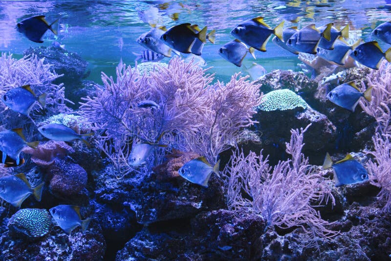 Different Tropical Fish on a Coral Reef I Stock Image - Image of ...