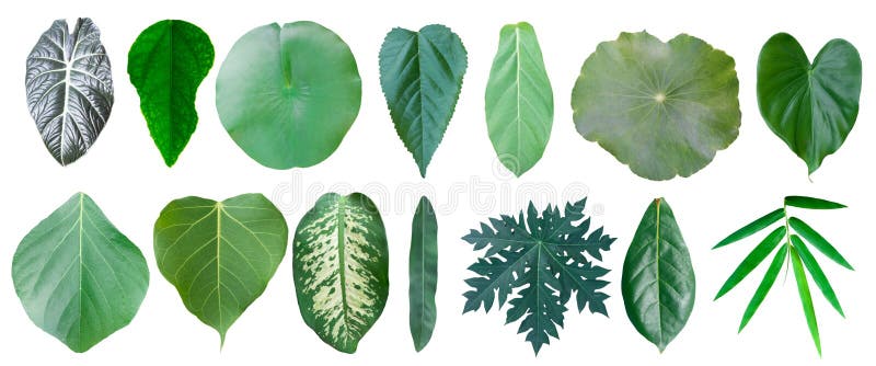 Different tropical leaves stock image. Image of foliage - 164613443