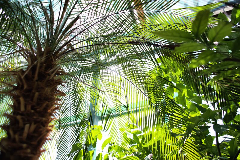 Different Tropical Plants in Botanical Garden Stock Image - Image of ...