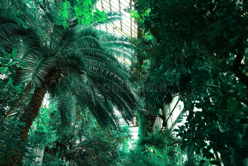 Different Tropical Plants with Green Leaves in Garden Stock Image ...