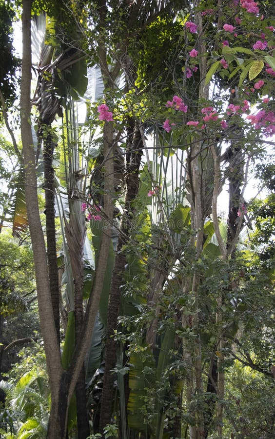 Different Tropical Plants and Trees in a Public Park in Hongkong Stock ...