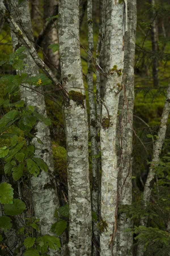 Trunk of Tall Trees in Arctic Norway Stock Image - Image of tall, trunk ...