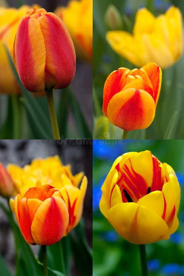 Different tulips stock photo. Image of petals, beautiful - 266512968