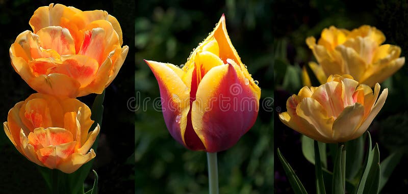 Different tulips-2 stock photo. Image of beauty, yellow - 266727070