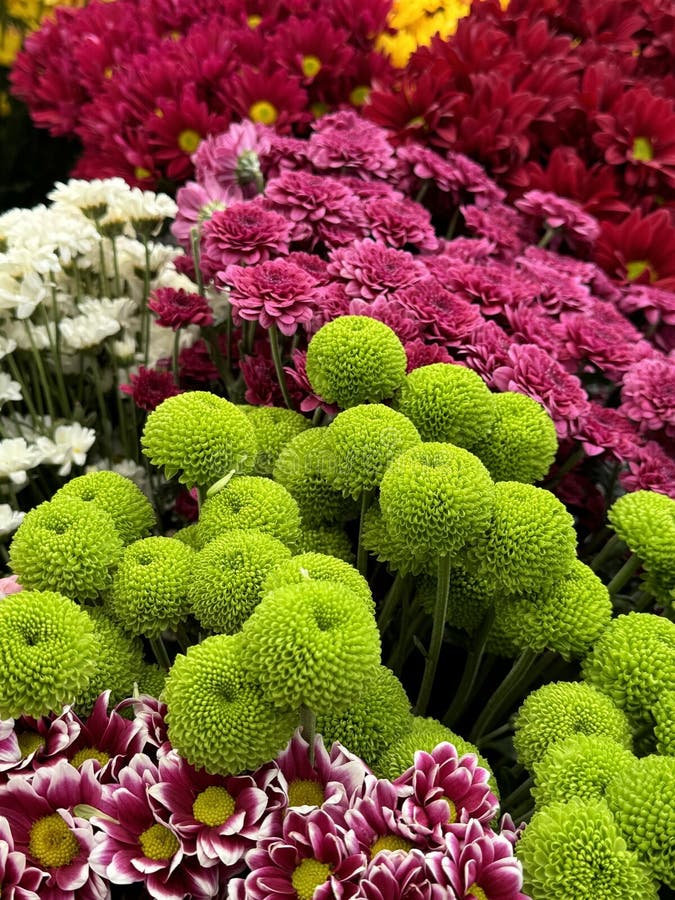 Diferent Types Flowers Stock Photos - Free & Royalty-Free Stock Photos ...