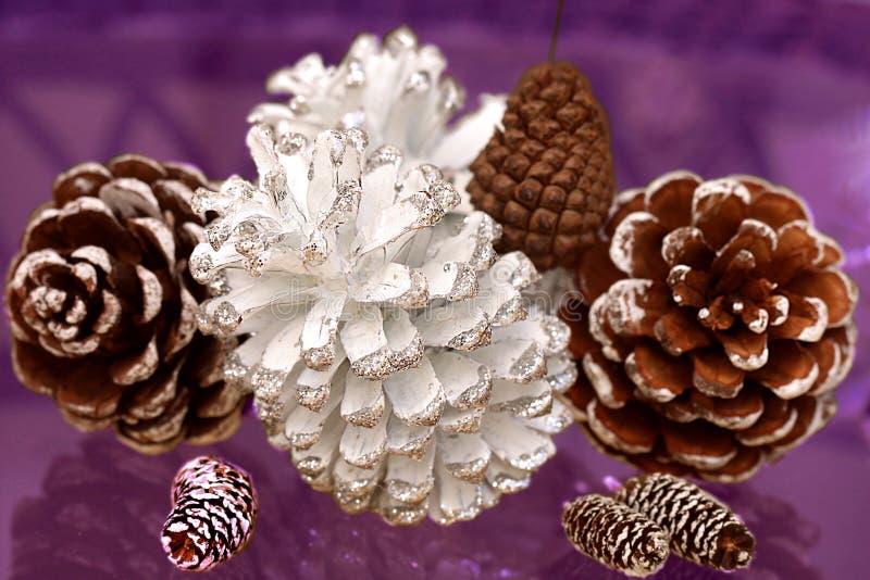 Different Type of Cones for Christmas Stock Image - Image of pinecone ...