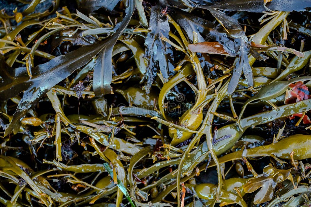 Different Types of Algae in Extreme Close-up View Lie on the Surface ...