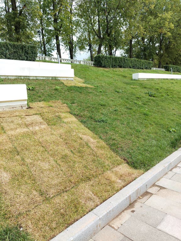 Different Types of Artificial Turf - Withered and Fresh Grass on a ...