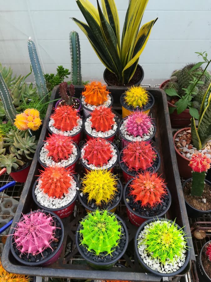 Different Colour Ball Cactus with Spike Stock Photo - Image of colour ...