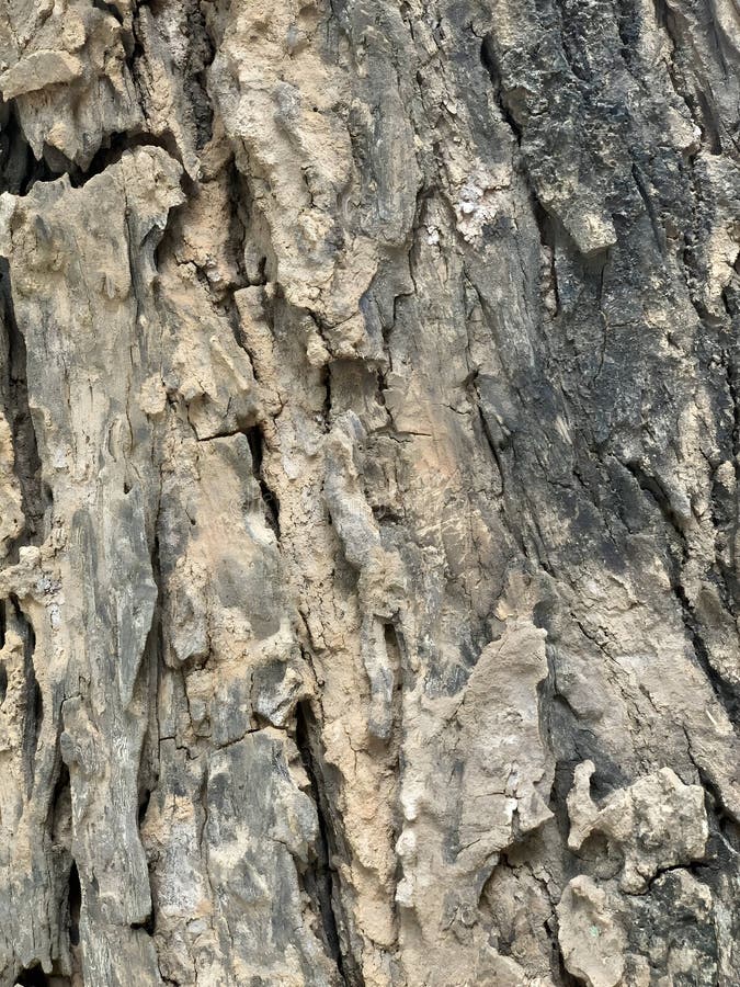 Different Types of Bark Use it As a Beautiful Background Stock Photo ...