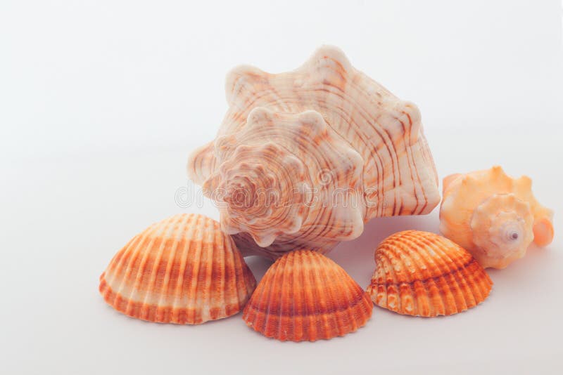 Different Types of Sea Shells on a White Background Stock Image - Image ...