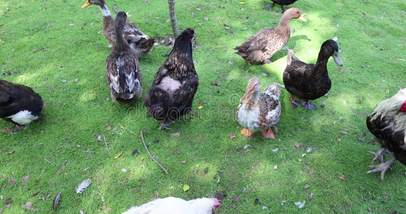 Different Types of Birds Living on the Farm Stock Video - Video of fowl ...