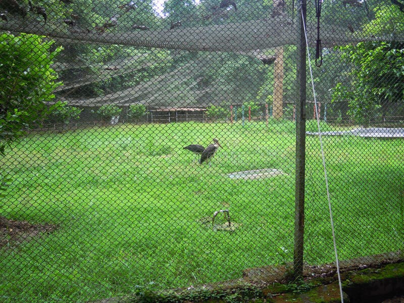 Different Types of Birds at Ramnar Bagan Reserve Forest. Stock Image ...