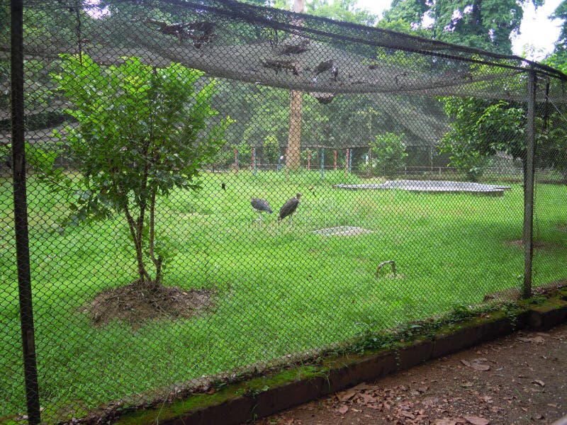 Different Types of Birds at Ramnar Bagan Reserve Forest. Stock Photo ...