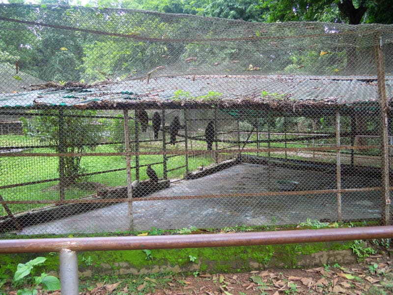 Different Types of Birds at Ramnar Bagan Reserve Forest. Stock Photo ...