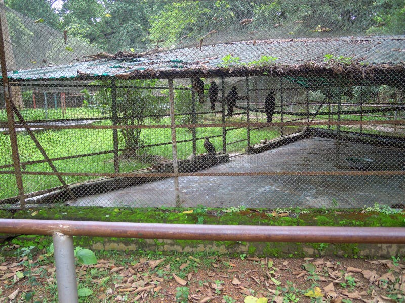 Different Types of Birds at Ramnar Bagan Reserve Forest. Stock Image ...