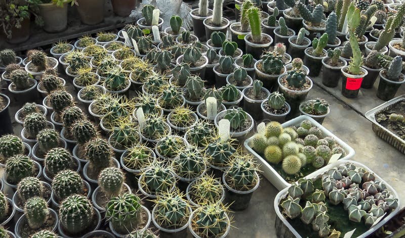 Different Types of Cacti in the Collection of the Botanical Garden ...