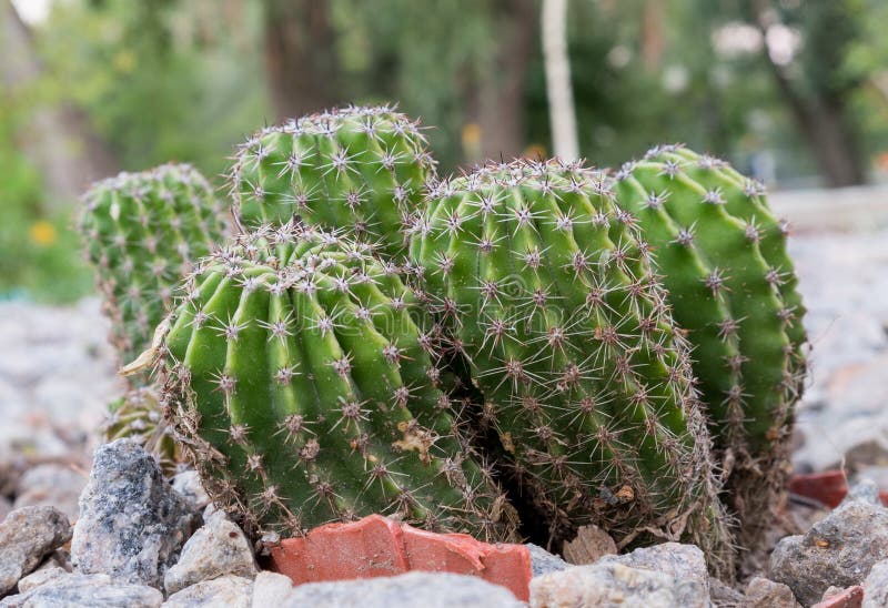 Different Types of Cactus Plants Growing on Rocks Closeup Stock Photo ...