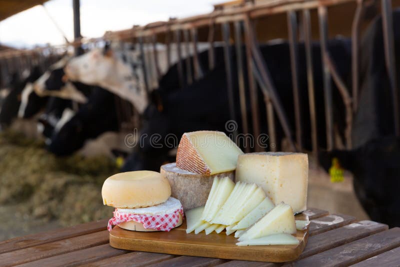 Different Types of Cheese on the Background of Cows in Barn Stock Photo ...