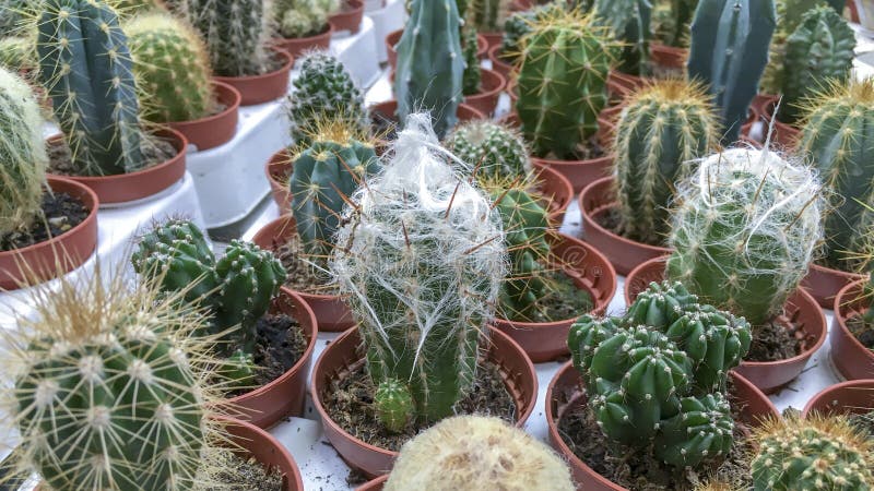 Different Types of Colorful Cactus on a Counter of Shop Stock Image ...