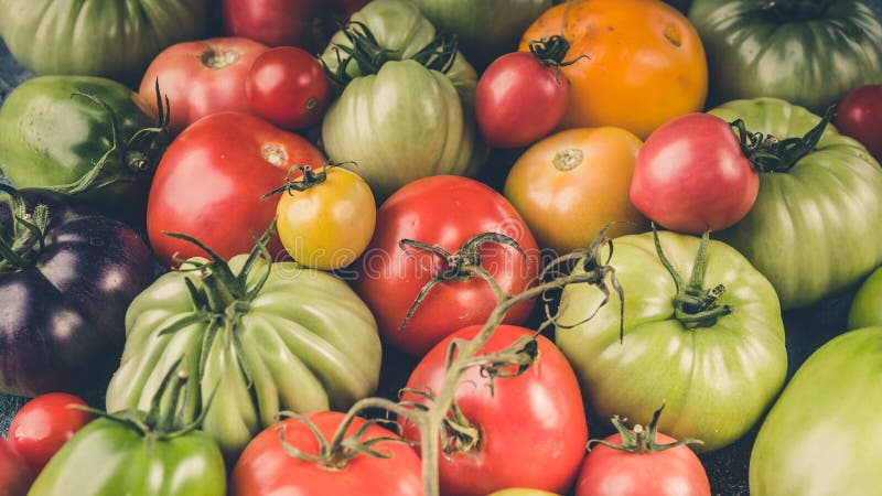 Different Types, Colors and Shapes of Tomatoes. Harvesting Background ...