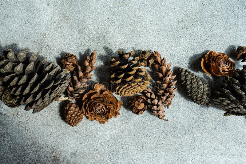 Different Types of Cones in Frame Stock Photo - Image of tree, open ...