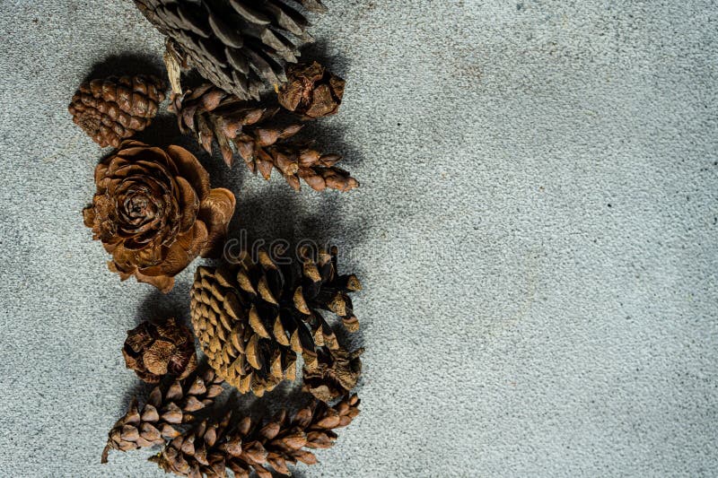 Different Types of Cones in Frame Stock Image - Image of tree, type ...