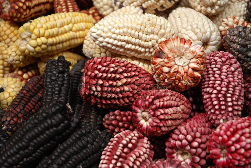Different types of corn stock image. Image of southern - 27308103