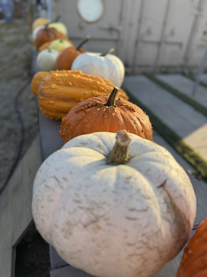 Different Types of Decorative Pumpkins with Bumpy Texture, Bright ...