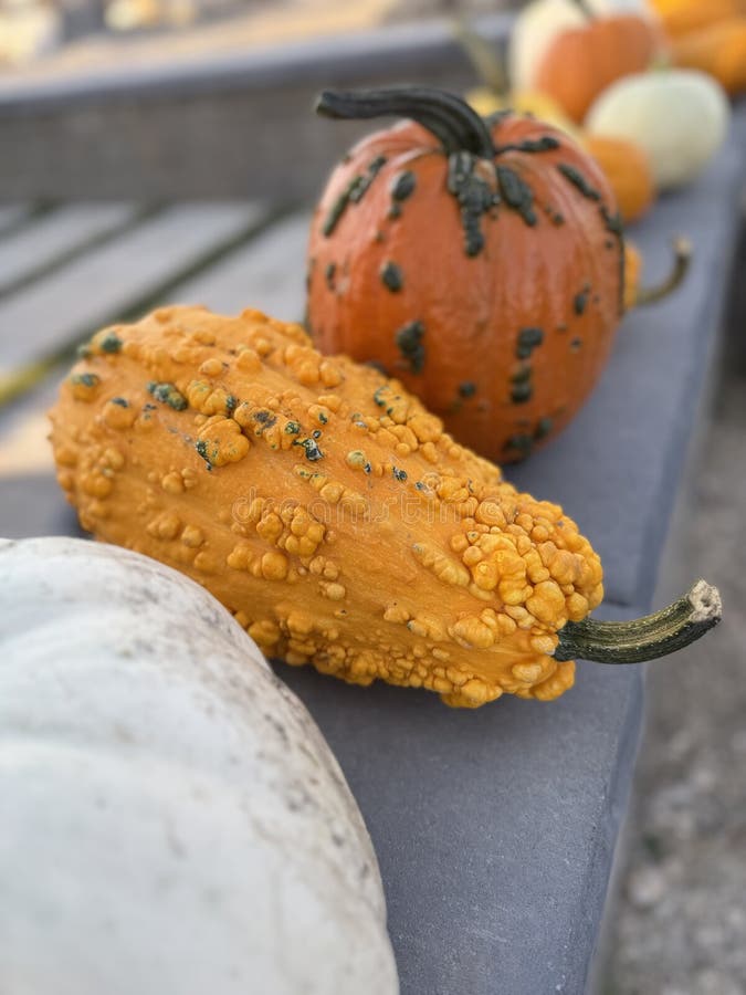 Different Types of Decorative Pumpkins with Bumpy Texture, Bright ...