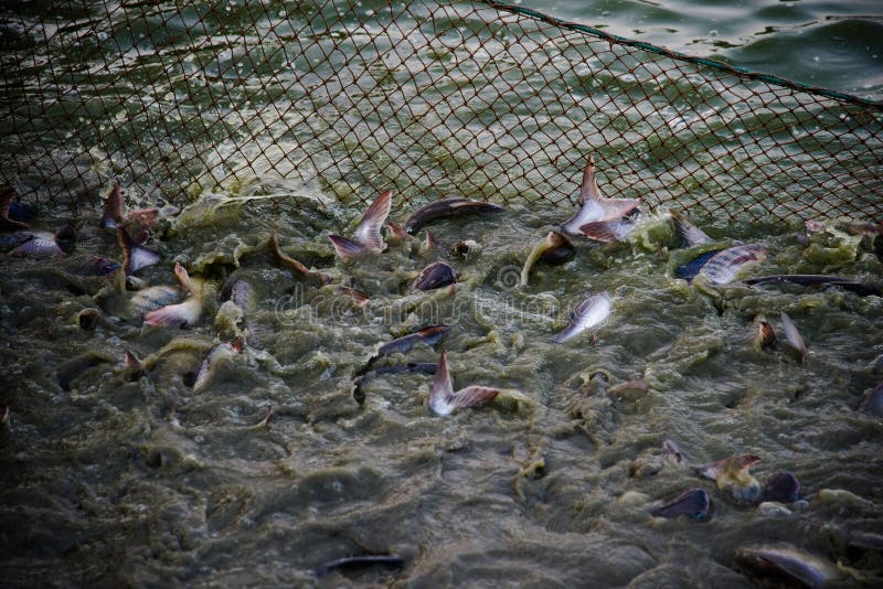 Different Types of Fish Inside of Net Stock Image - Image of organism ...