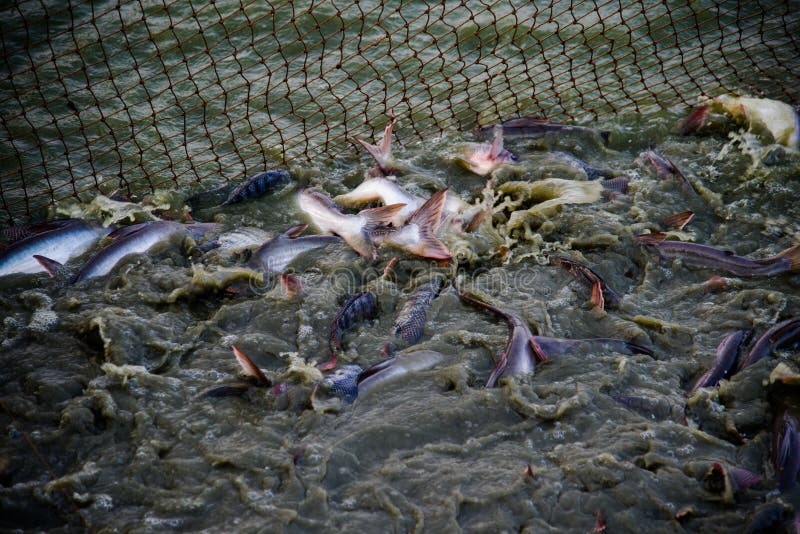 Different Types of Fish Inside of Net Stock Image - Image of seafood ...