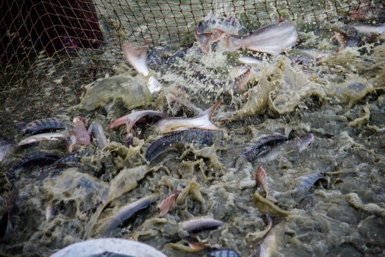 Ins Mons Collection Stock Photos - Free & Royalty-Free Stock Photos ...