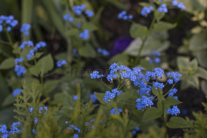 Different Types of Flowers, Field, Forest and Park. Stock Image - Image ...