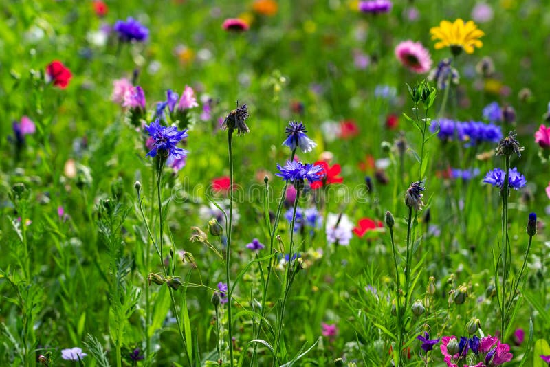 Different Types of Flowers in Green Field with Variety of Colors Stock ...