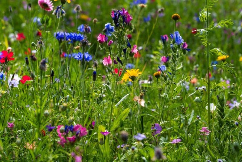 Different Types of Flowers in Green Field with Variety of Colors Stock ...