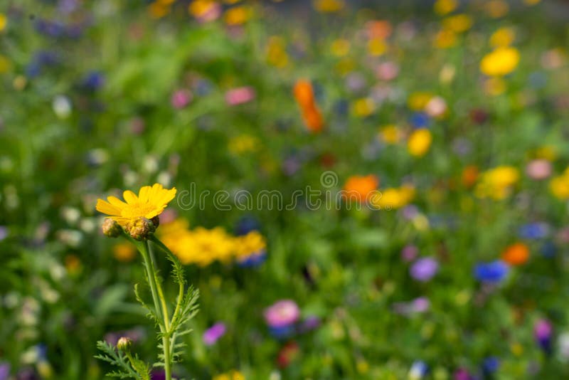 Different Types of Flowers in Green Field with Variety of Colors Stock ...