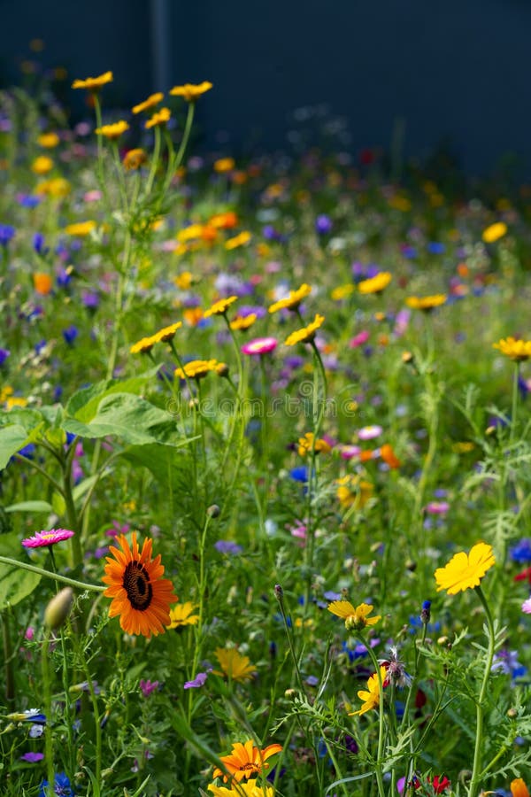 Different Types of Flowers in Green Field with Variety of Colors Stock ...