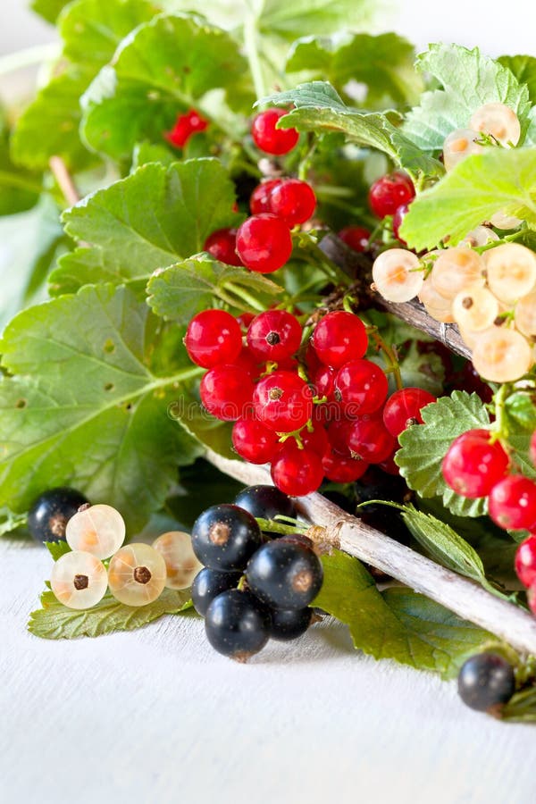 Different Types of Fresh Currants Stock Image - Image of currant, close ...