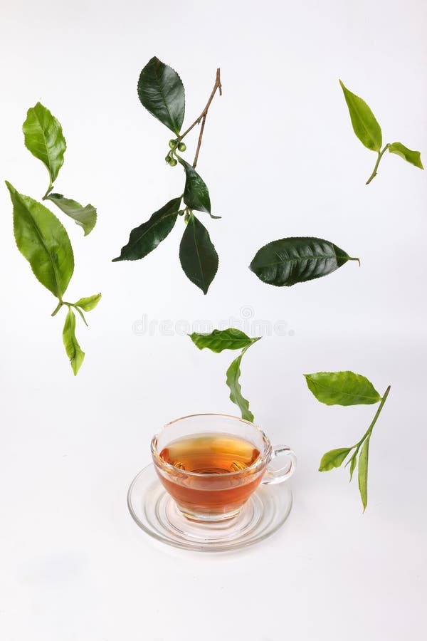 Different Types of Fresh Raw Green Tea Leaf Stock Photo - Image of ...
