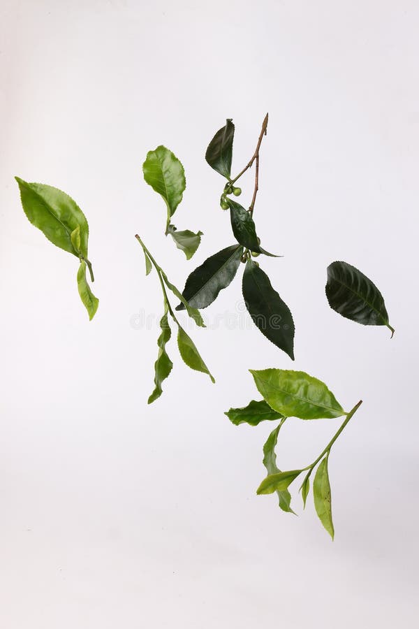 Different Types of Fresh Raw Green Tea Leaf Stock Photo - Image of ...