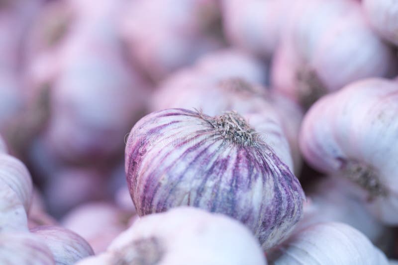 Different Types of Garlic on Food Market Stock Photo - Image of farm ...
