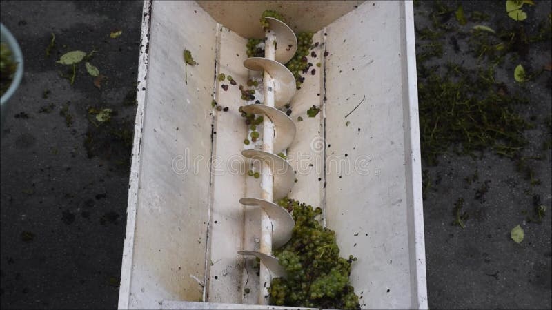 Different Types of Grapes Crushed by Grape Crusher Machine Stock ...