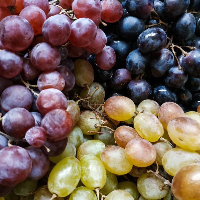 Different types of grapes stock image. Image of vine - 322772133