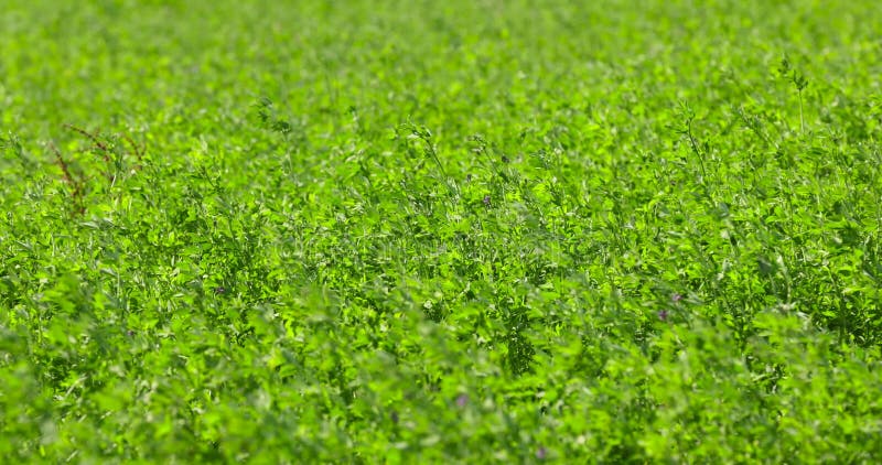 Different Types of Grass Growing on the Territory of the Field Stock ...