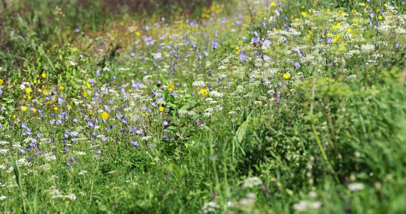 Different Types of Grass Growing on the Territory of the Field Stock ...