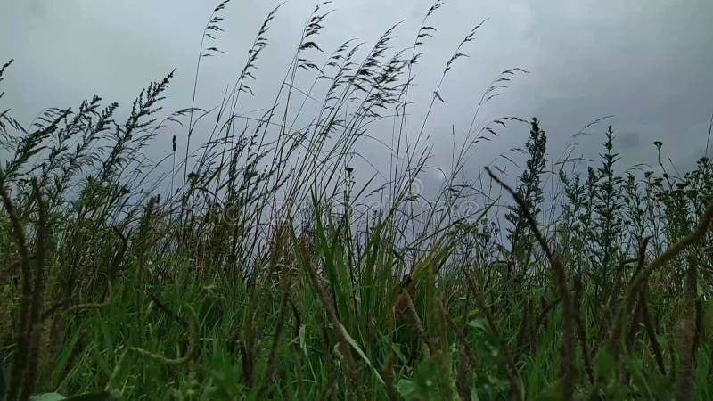 Different Types of Grass Move from the Wind in the Field Against the ...