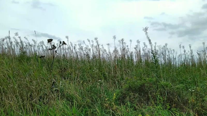 Different Types of Grass Move from the Wind in the Field Against the ...