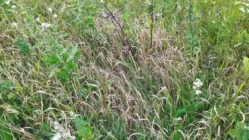 Different Types of Grass Moves from the Wind in the Field in the Summer ...