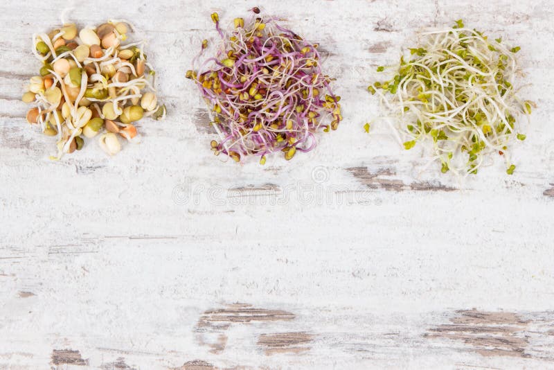 Different Types of Healthy Sprouts Containing Vitamins and Minerals ...
